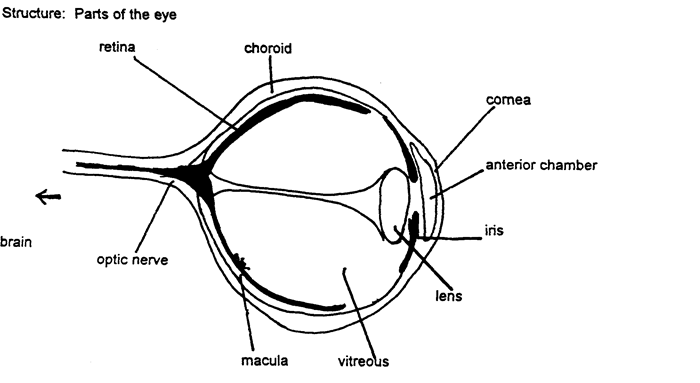 normal structure and function of the eye « Charge Syndrome Foundation